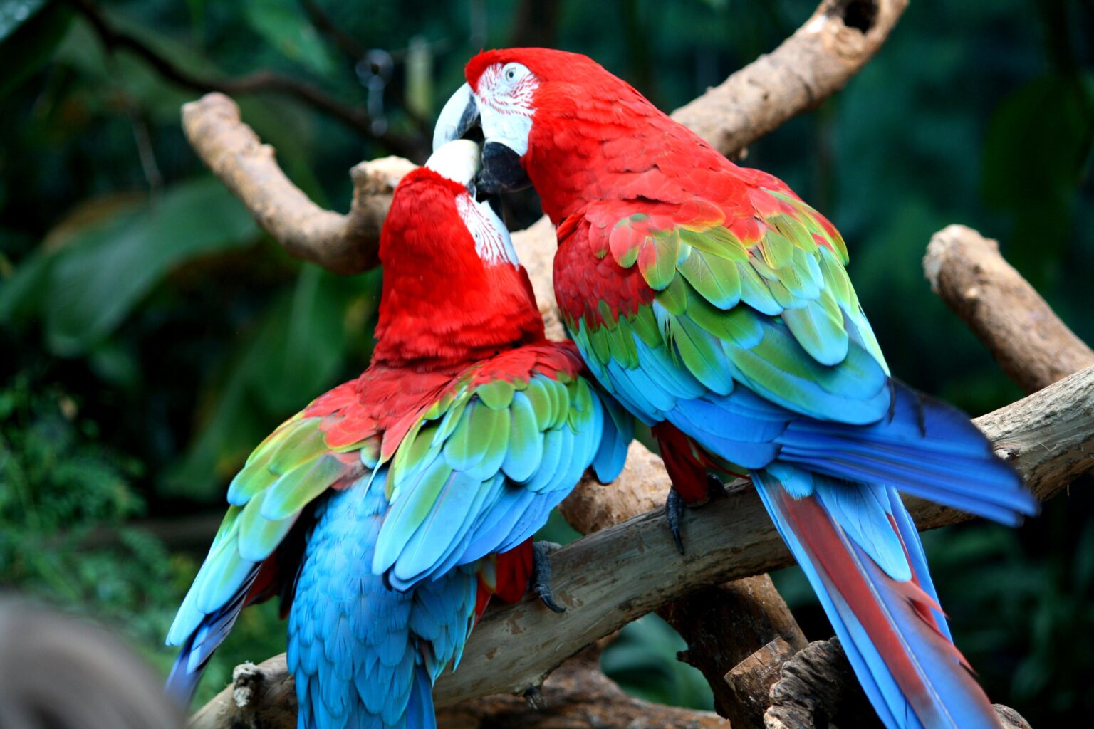 HOME - PARROTS FARM